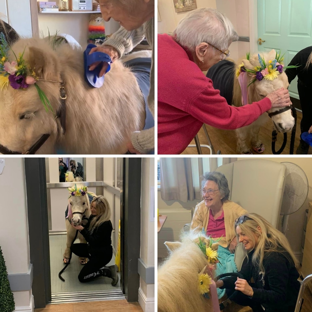 Miniature Pony Visit at Diamond House Care Home! - Larchwood Care