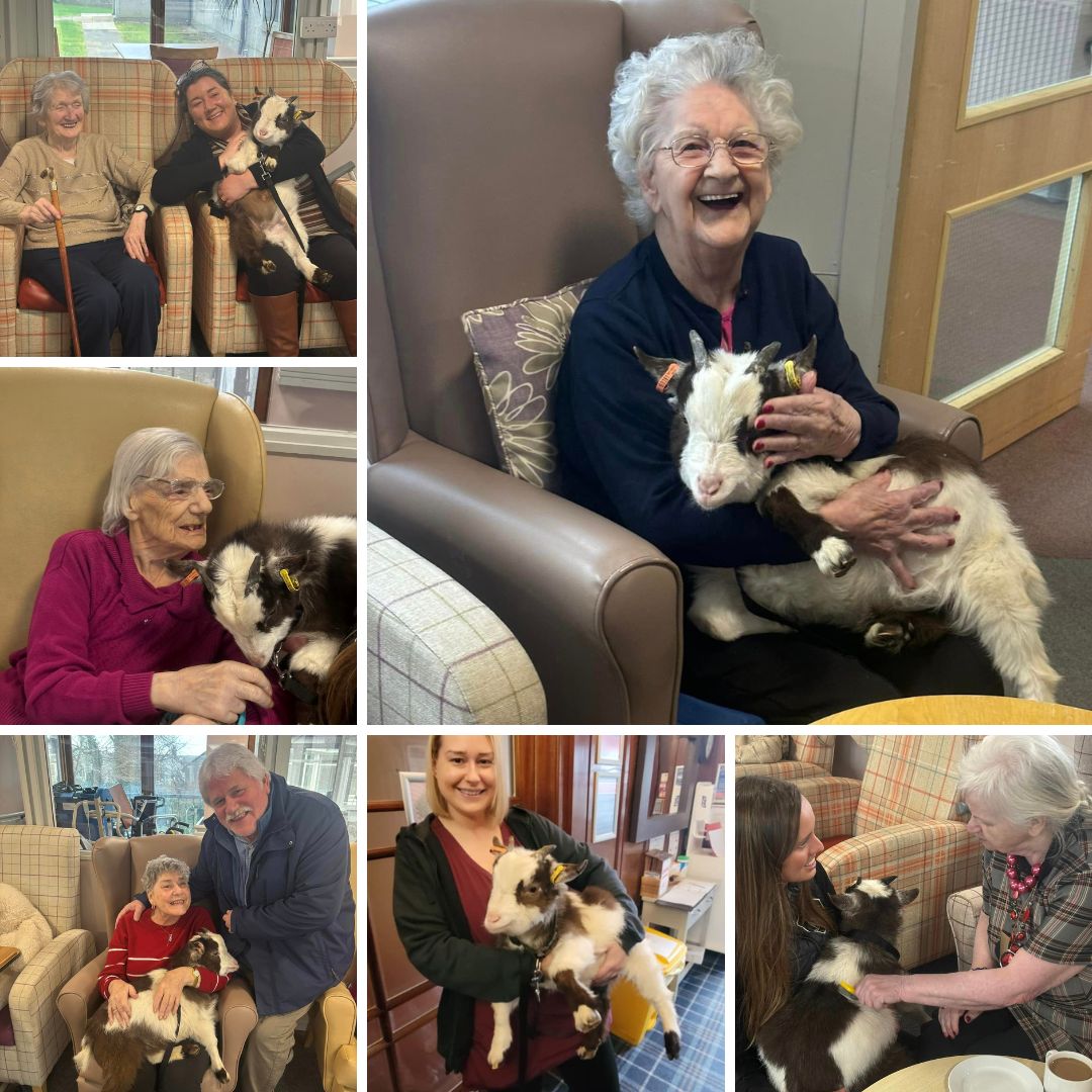 Monty the Pygmy Goat: A Baa-rilliant Day at Aberdeen Care Home ...